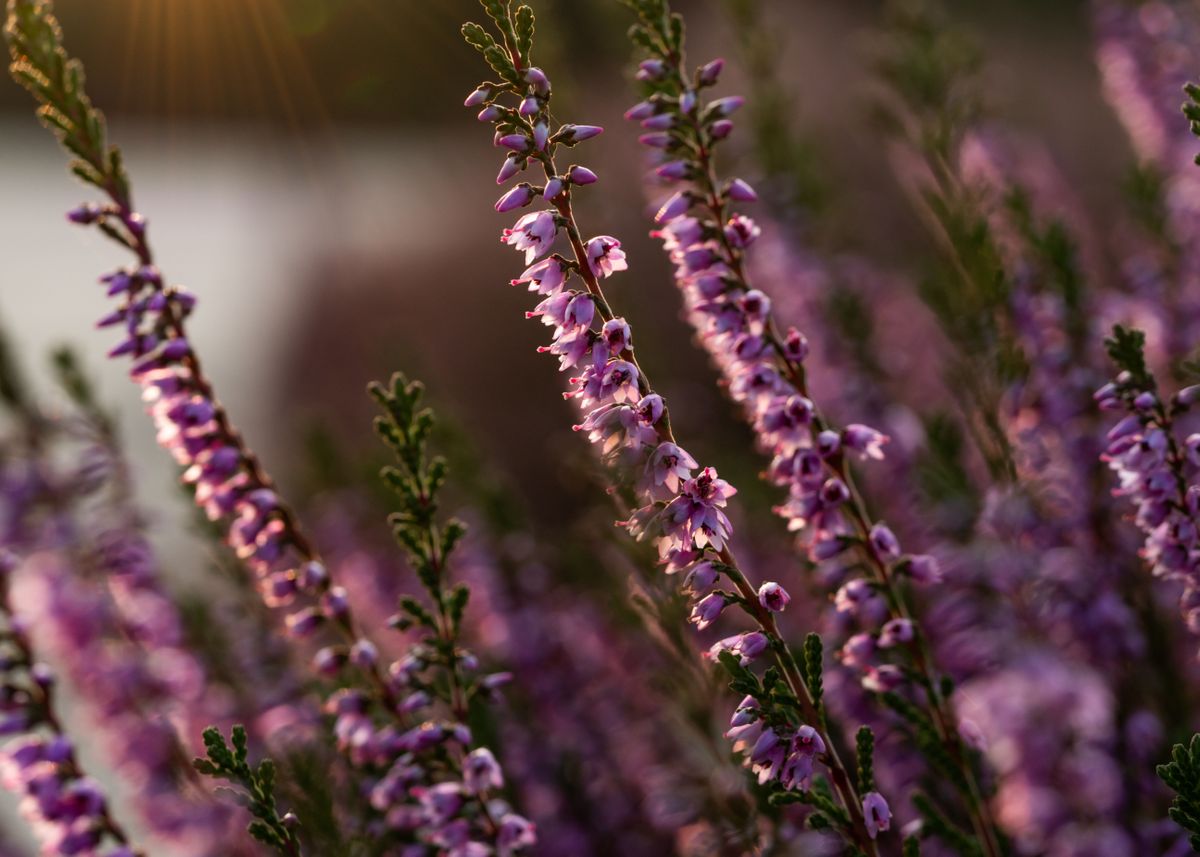 'Blooming heather' Poster by Beata Tabak | Displate