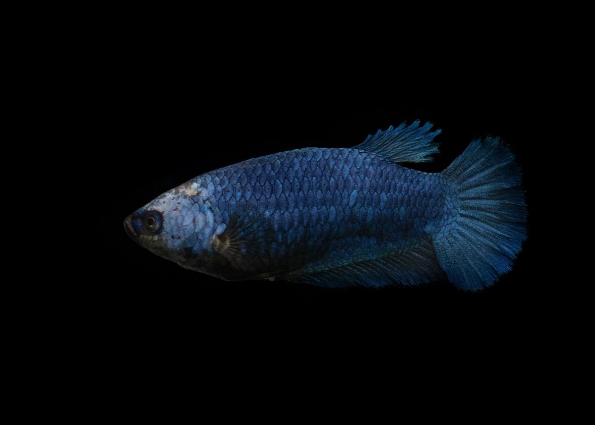 'betta fish' Poster by Marvel | Displate