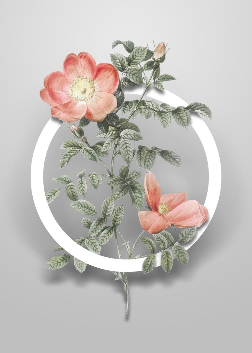 'Red Sweetbriar Rose Flower' Poster, picture, metal print, paint by ...