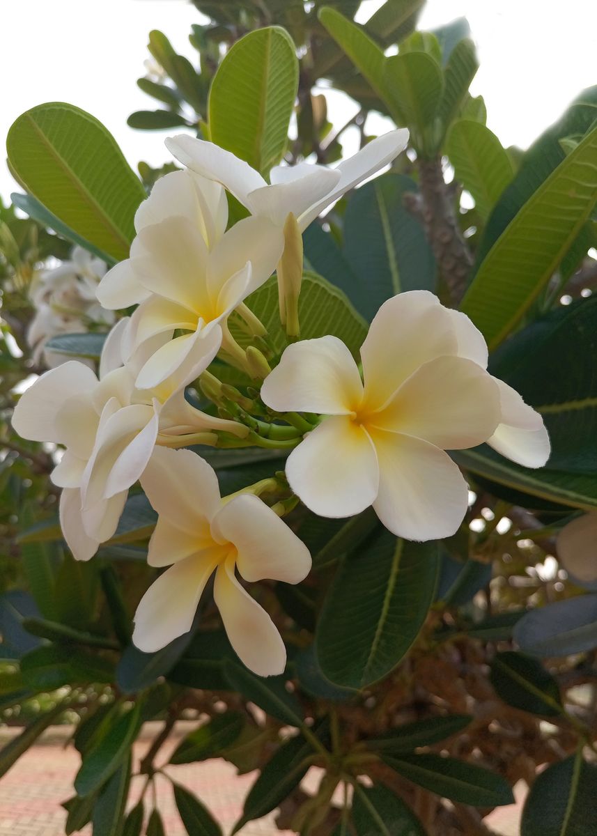 'Frangipani' Poster by Gani Bijish | Displate