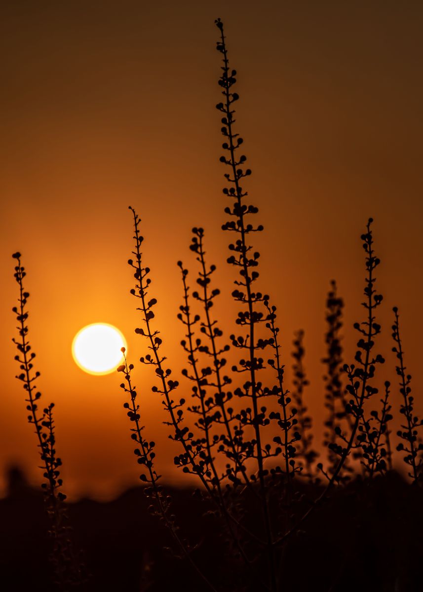 'sunset seed grass' Poster, picture, metal print, paint by Travel ...