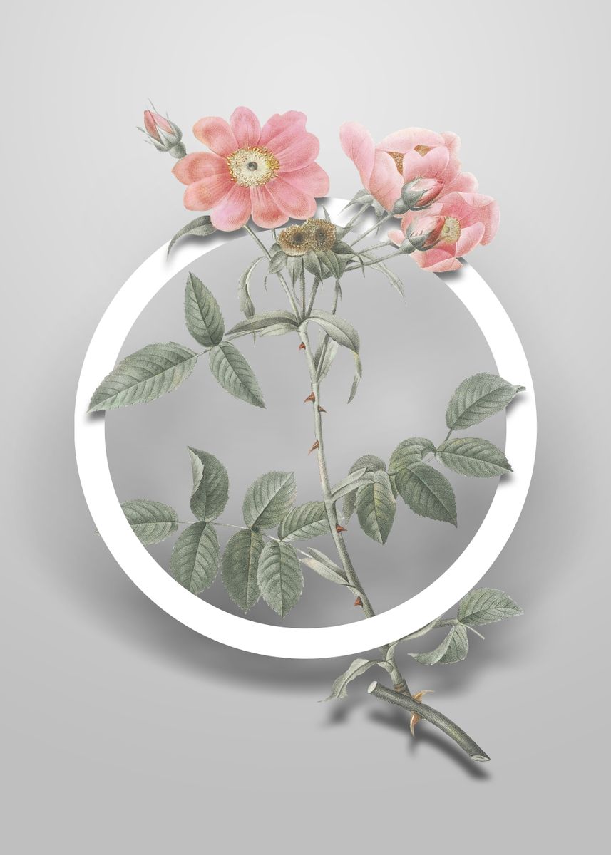 'Lady Monson Rose Bloom Art' Poster, picture, metal print, paint by ...