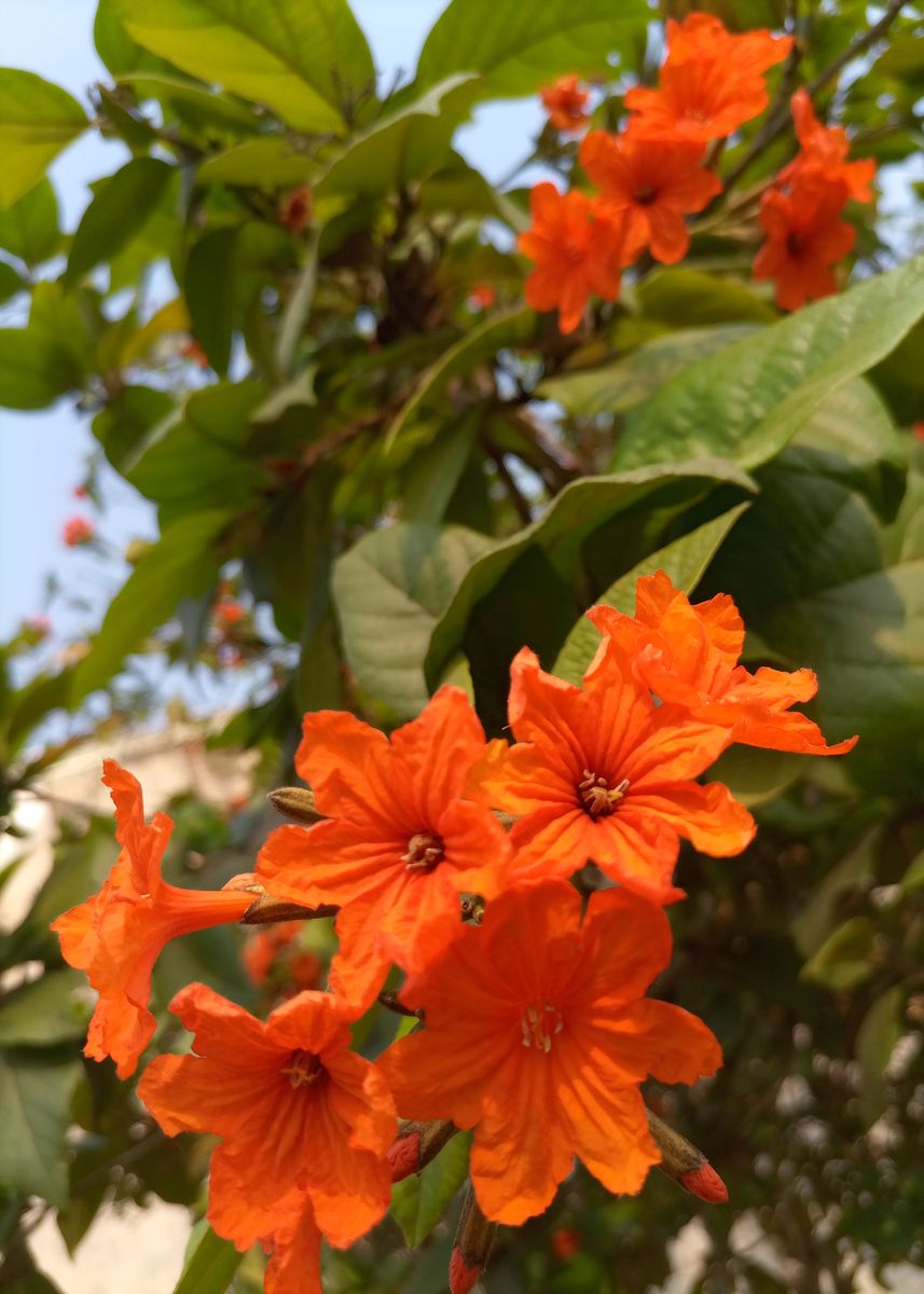 'Geiger Tree' Poster by Gani Bijish | Displate