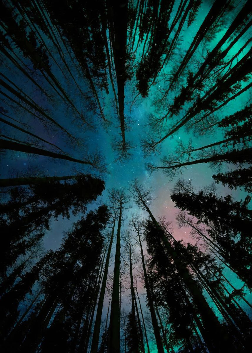 'Nocturnal aura tree forest' Poster, picture, metal print, paint by ...