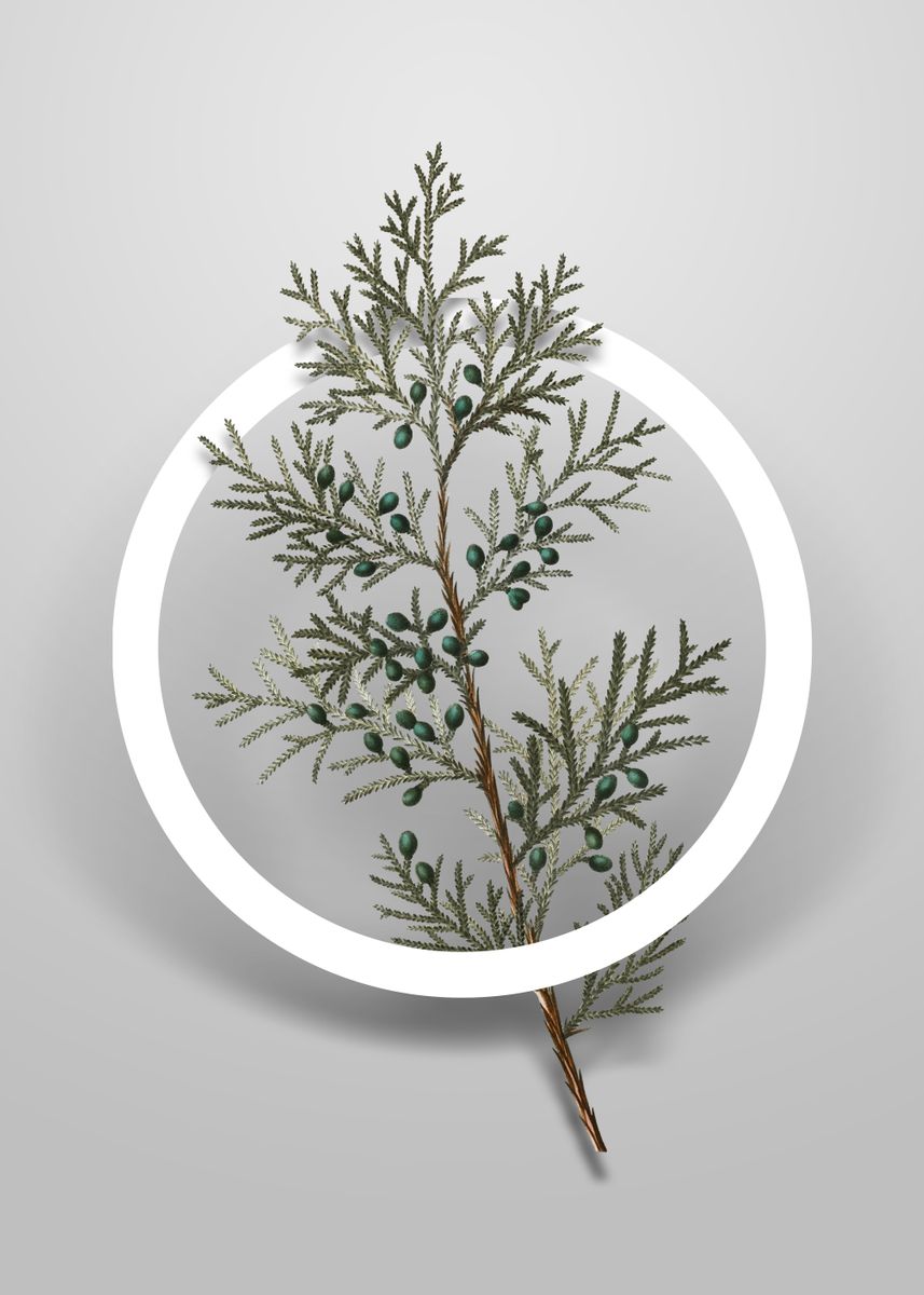 'Virginian Juniper Flower' Poster, picture, metal print, paint by Holy ...