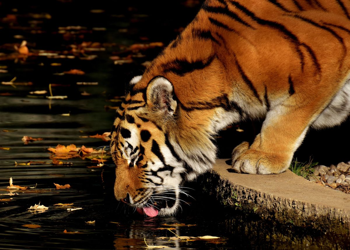'tiger and autumn' Poster by Travel Travel | Displate