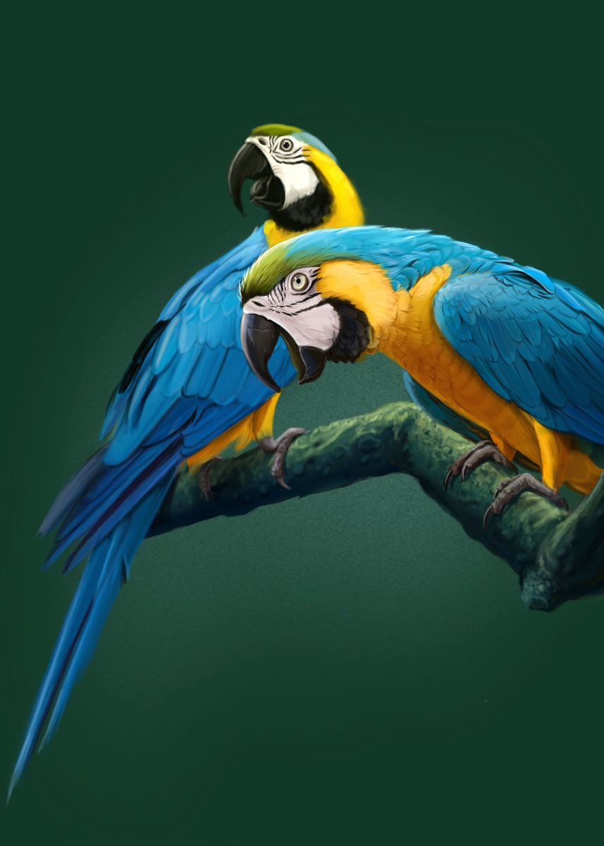 '2 macaws' Poster, picture, metal print, paint by Aleksey Ivanov | Displate