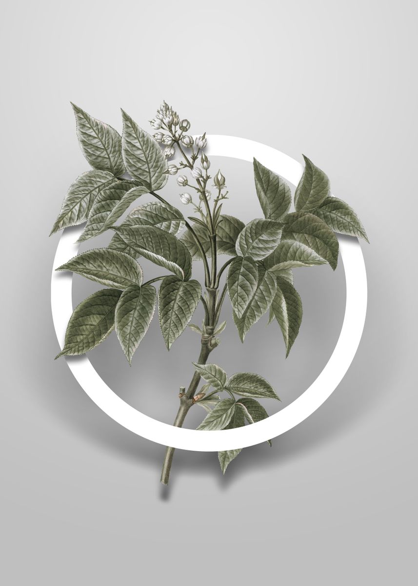 'European Bladdernut Flower' Poster by Holy Rock Design | Displate
