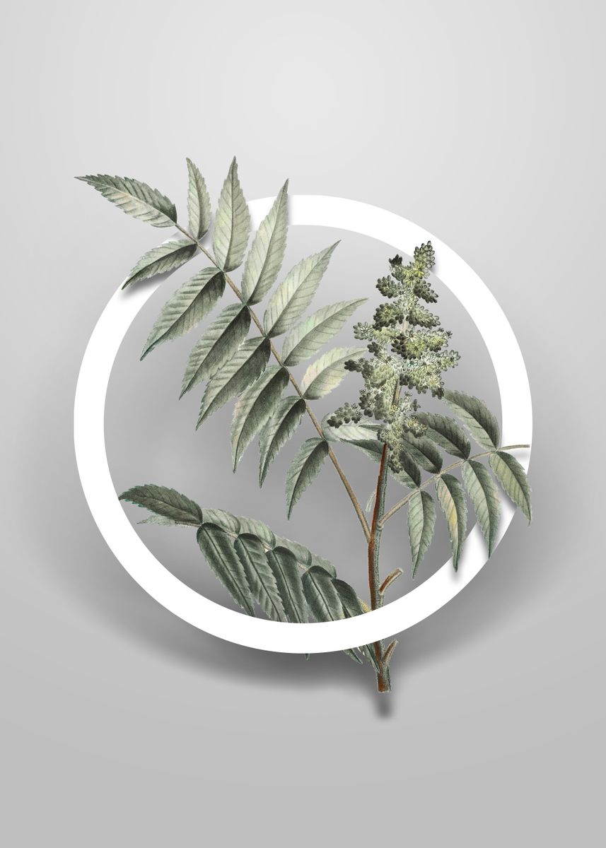 'Staghorn Sumac Flower Art' Poster, picture, metal print, paint by Holy ...