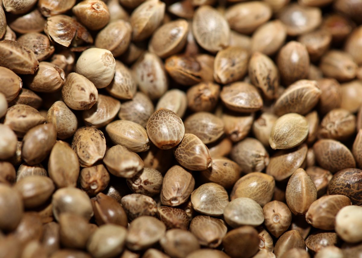 'Cannabis seeds close up' Poster by BakalaeroZz Photography | Displate