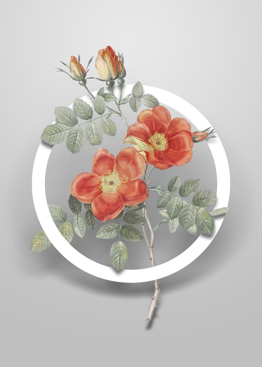 'Austrian Briar Rose Flower' Poster, picture, metal print, paint by ...