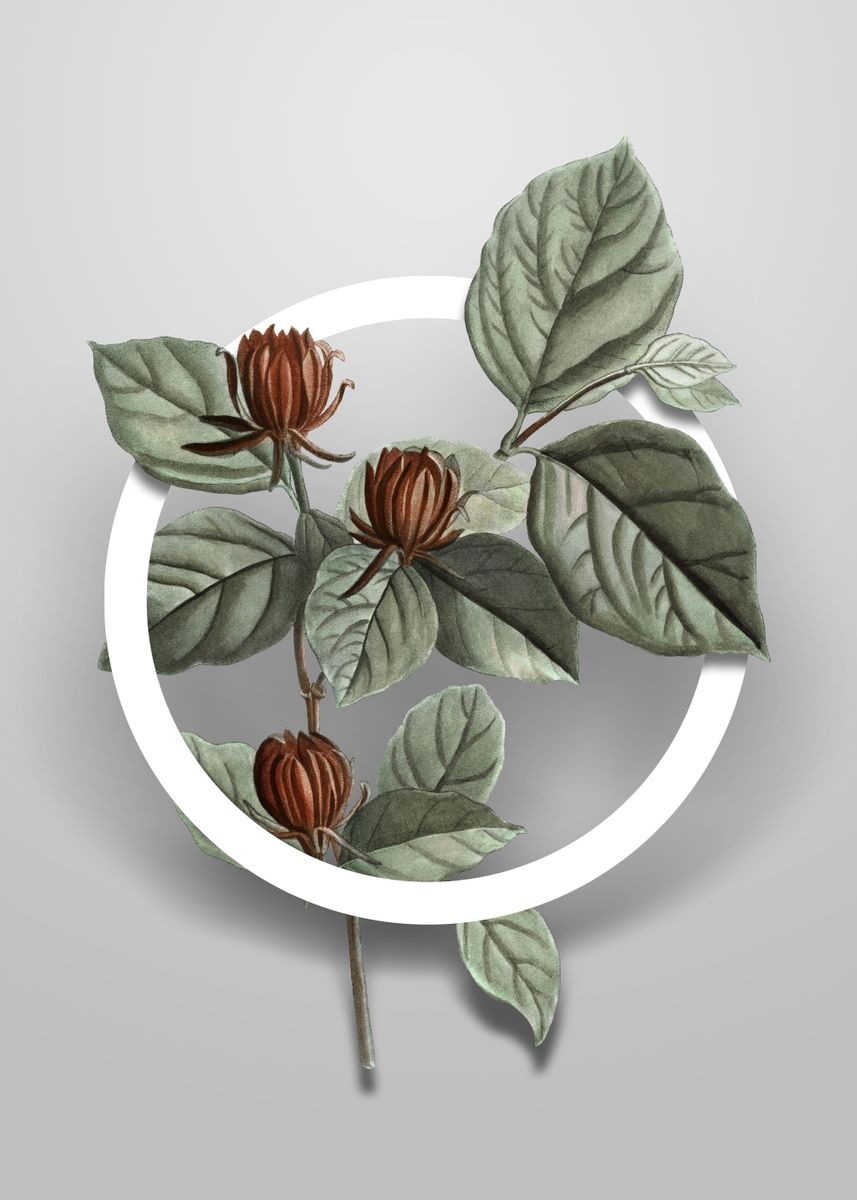'Carolina Allspice Flower' Poster by Holy Rock Design | Displate