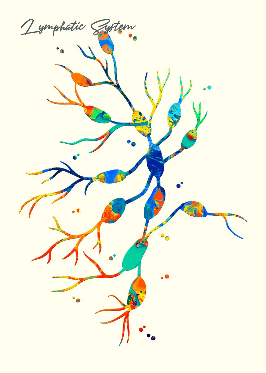 'Lymphatic System' Poster, picture, metal print, paint by Vincent Vorce | Displate