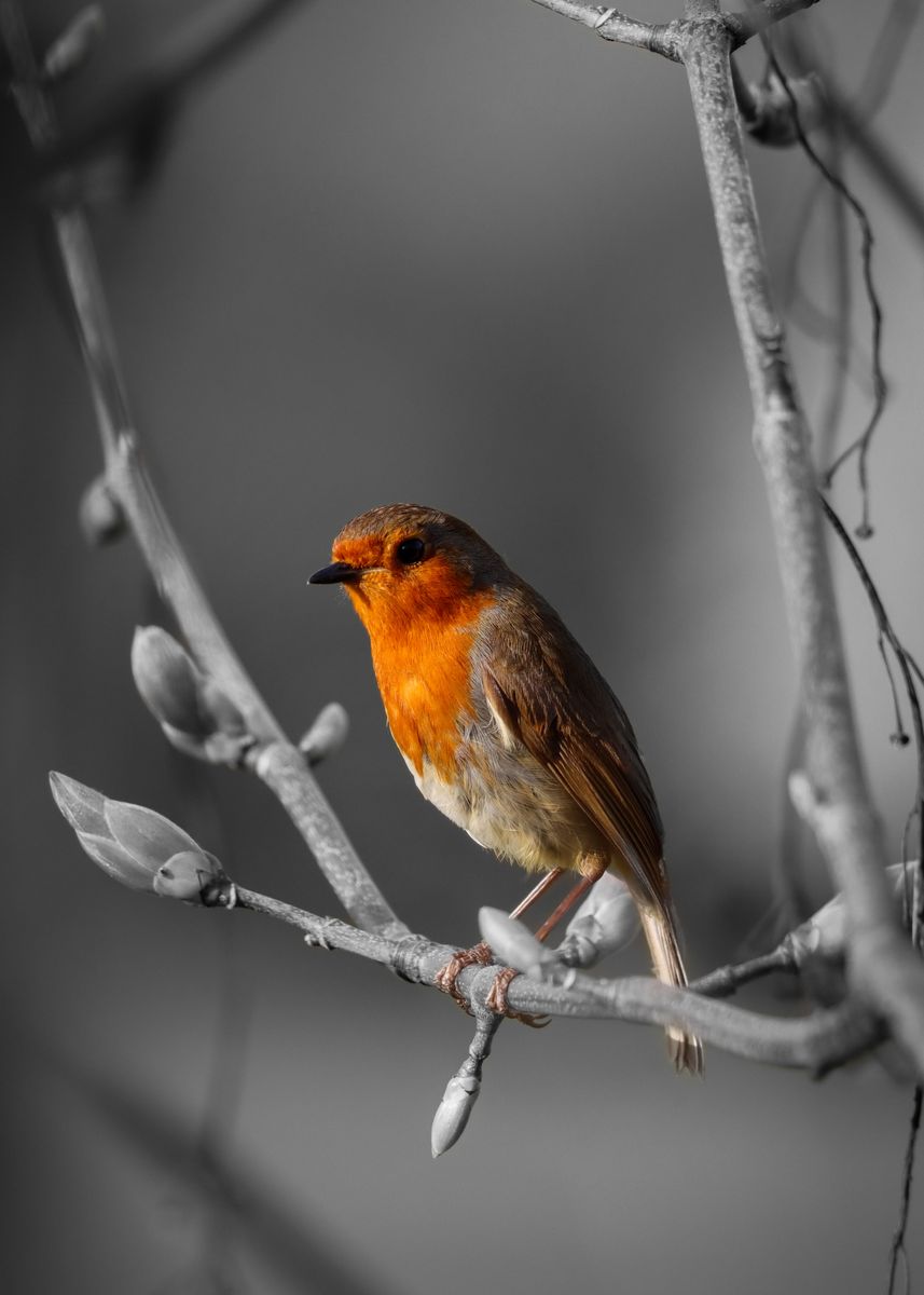 'Black And White Robin ' Poster, picture, metal print, paint by ...