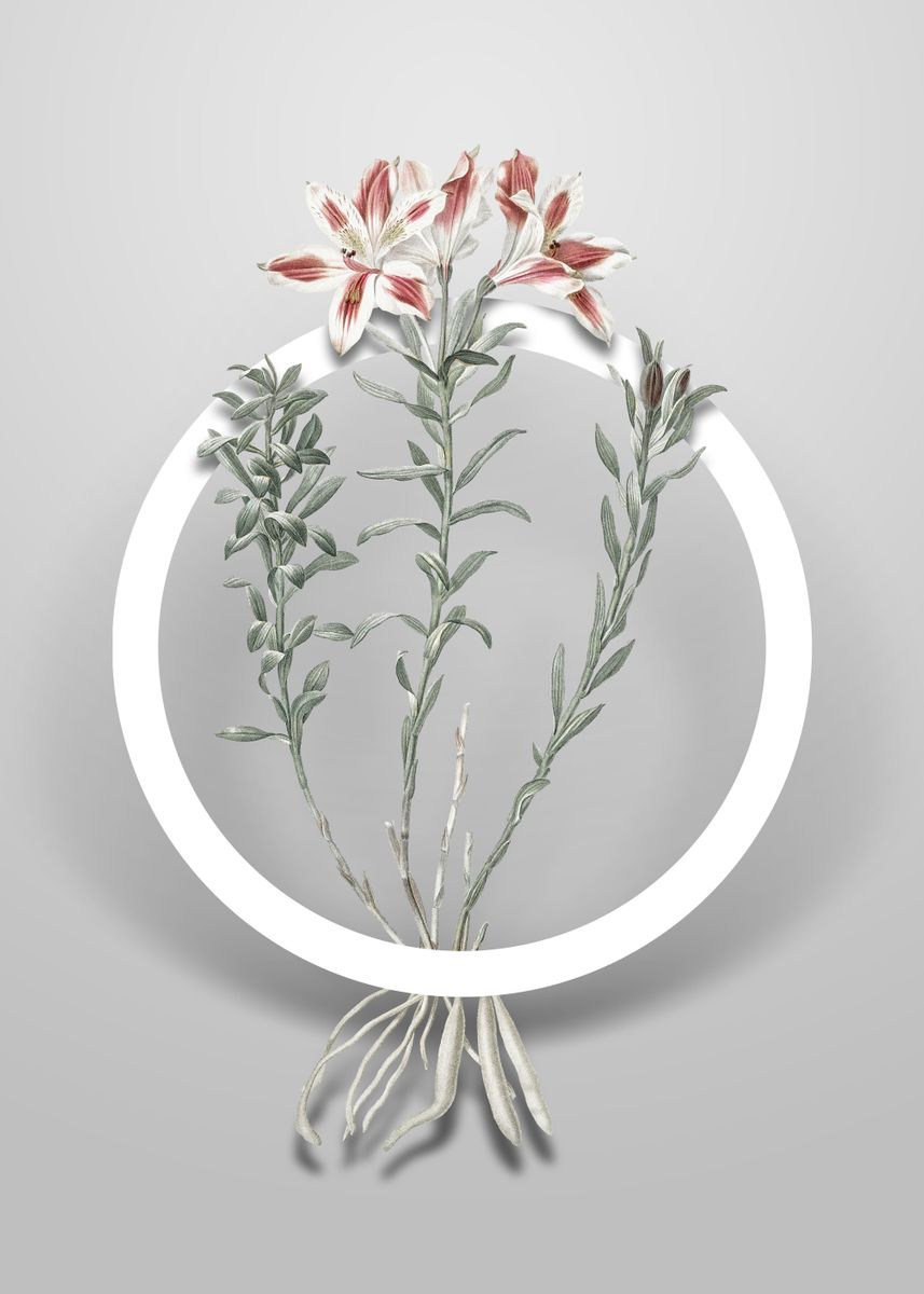 'Lily of the Incas Flower' Poster, picture, metal print, paint by Holy ...