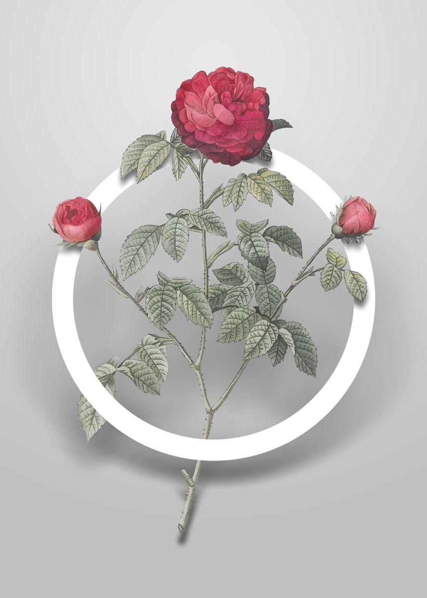 'Agatha Rose in Bloom Art' Poster by Holy Rock Design | Displate