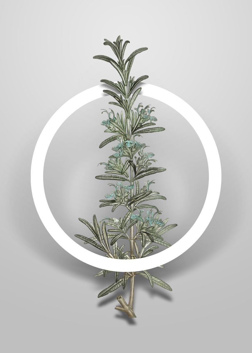 'Vintage Rosemary Flower' Poster, picture, metal print, paint by Holy ...