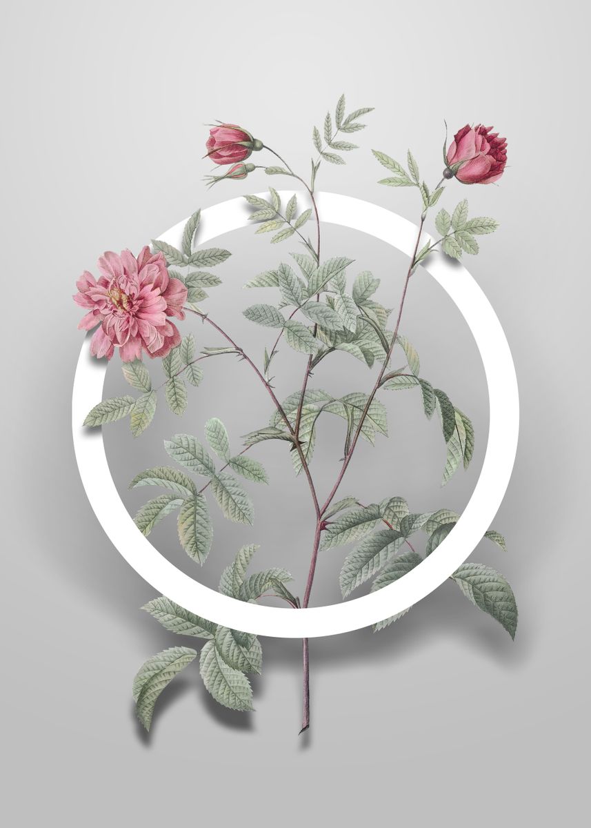 'Cinnamon Rose Flower Art' Poster, picture, metal print, paint by Holy ...