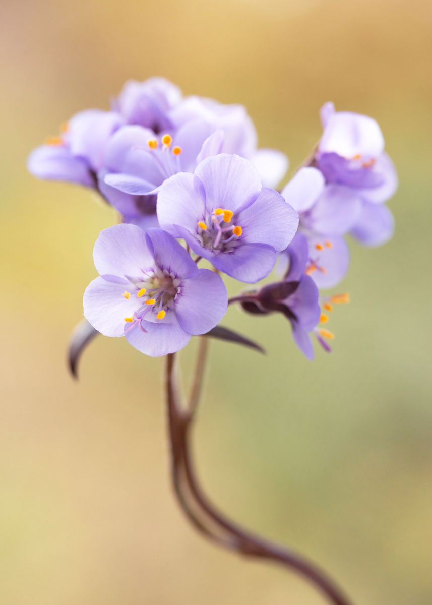 'A bouquet of purple flower' Poster, picture, metal print, paint by ...