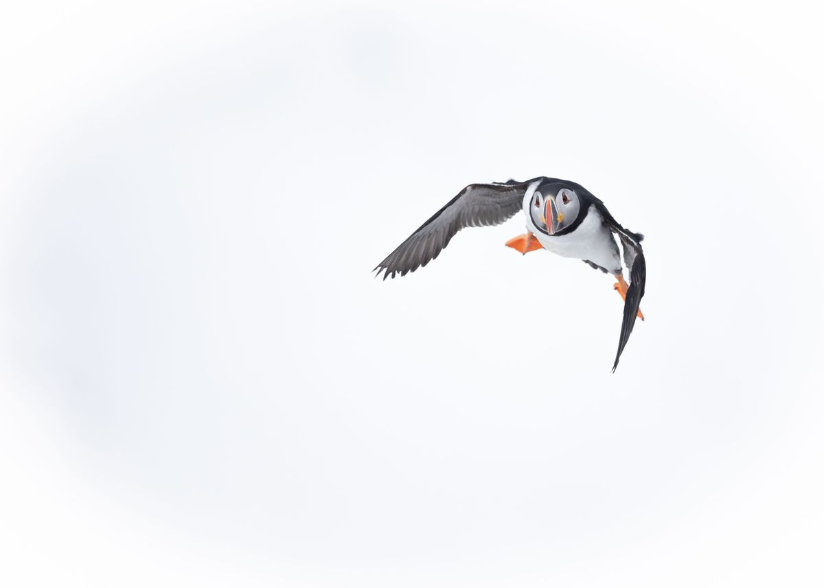 'Puffin in flight' Poster by Mats Galdal Rugland | Displate