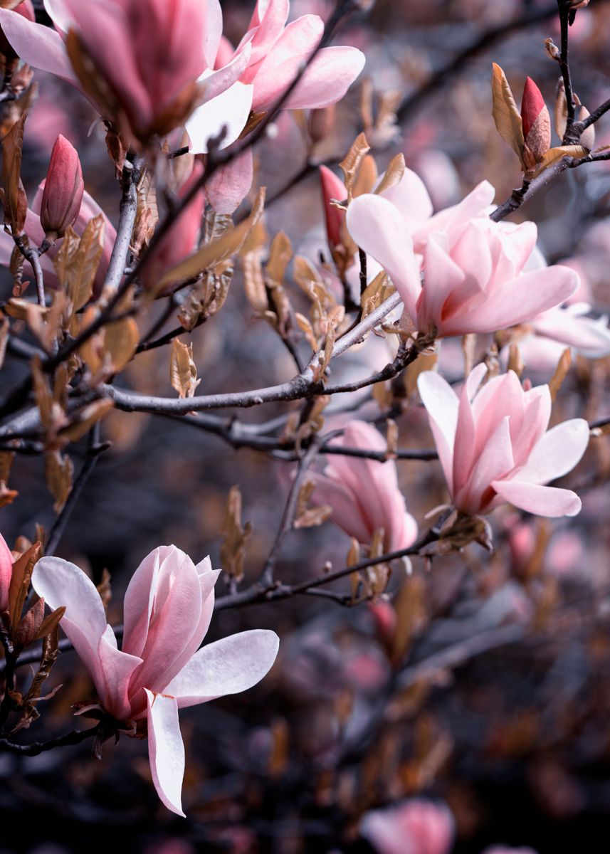'Pink Magnolia flowers' Poster, picture, metal print, paint by ...