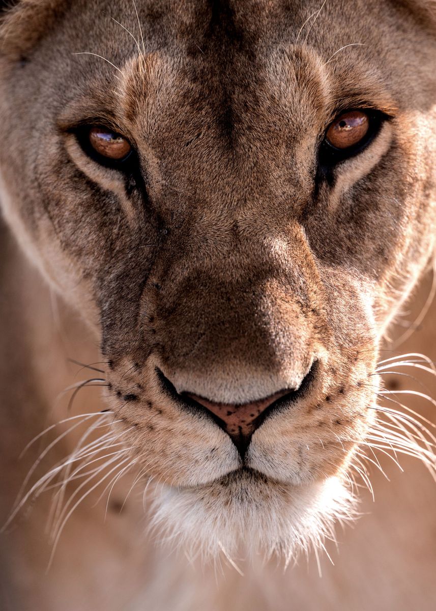 'Lioness' Poster, picture, metal print, paint by Purple Haze | Displate