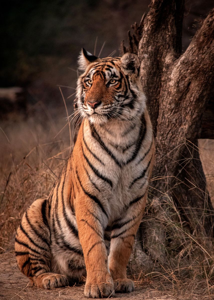 'TIger' Poster, picture, metal print, paint by Purple Haze | Displate