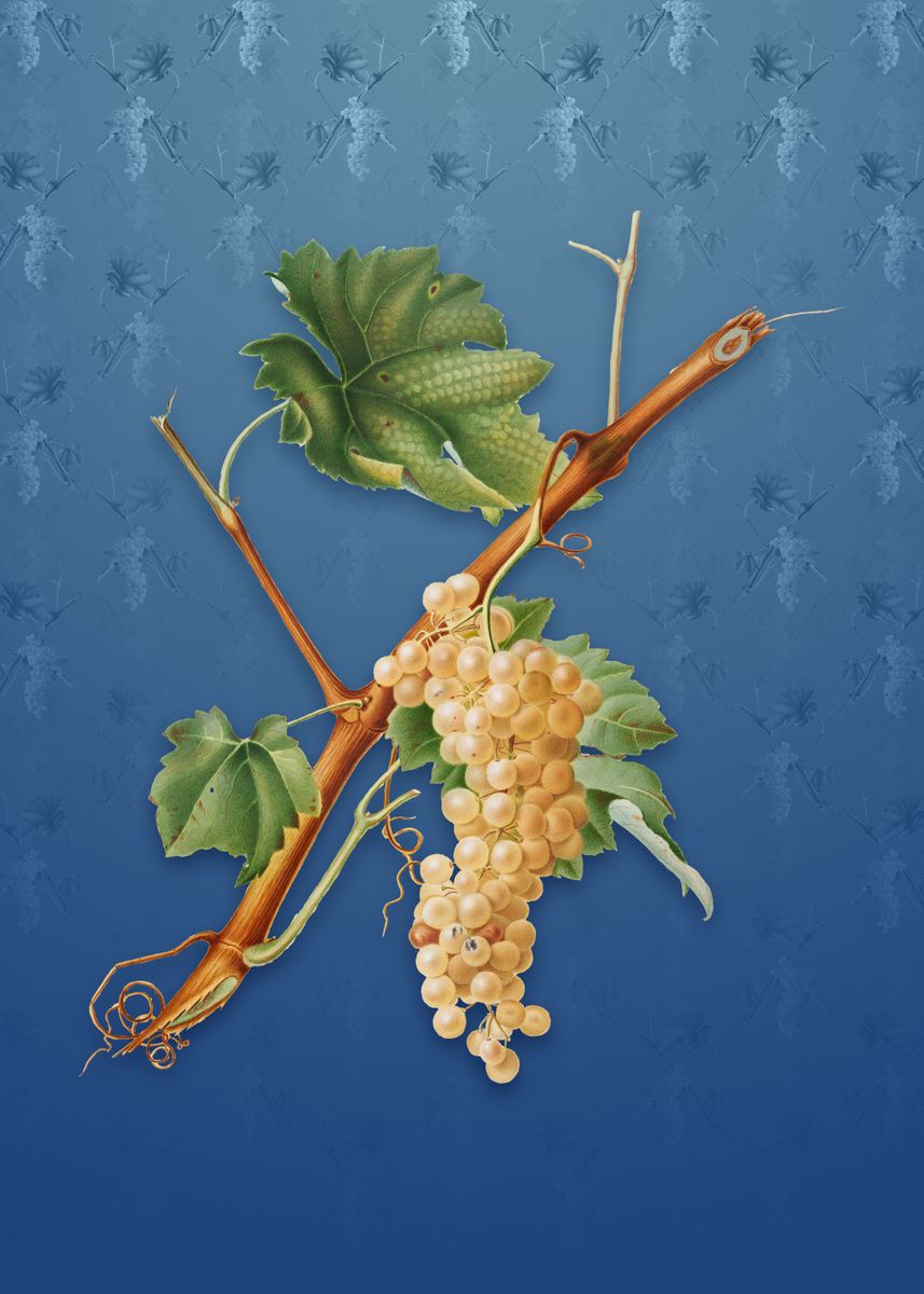 'Vintage Vermentino Grapes' Poster, picture, metal print, paint by Holy ...