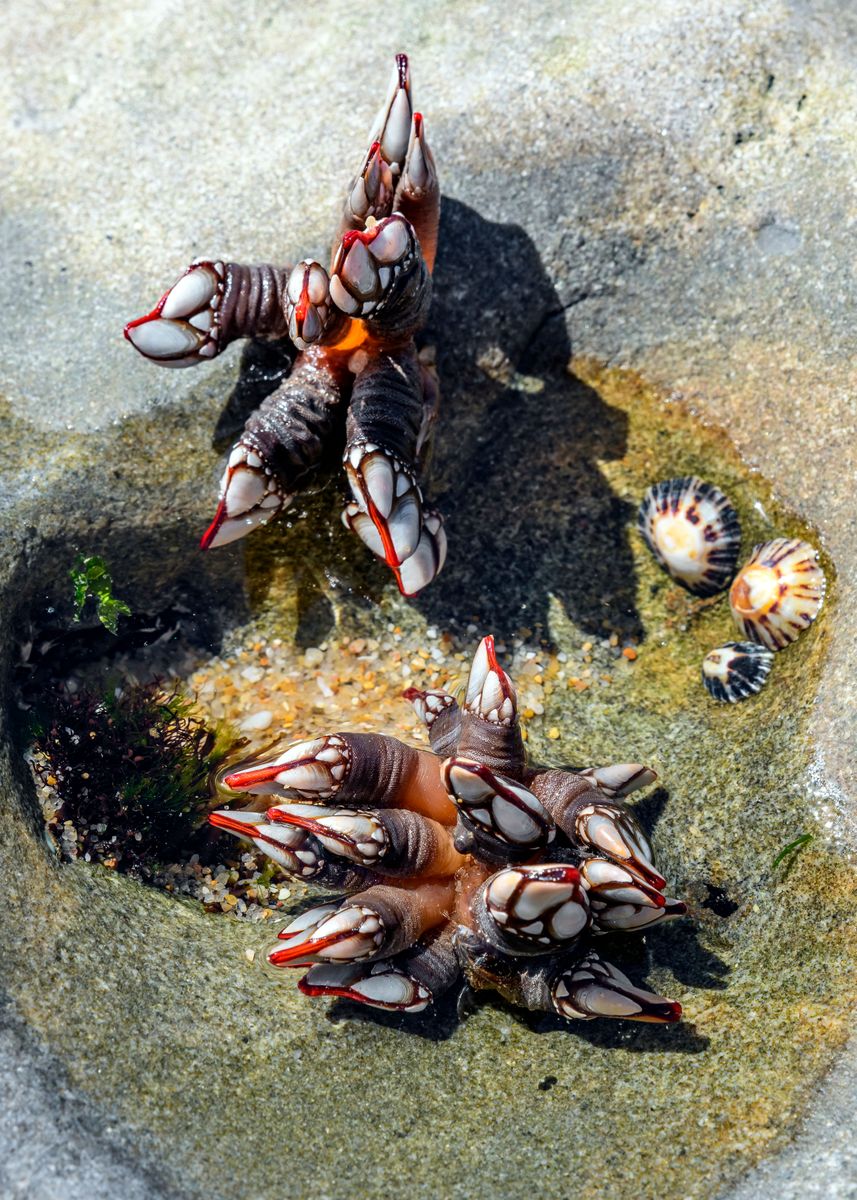 'Mussels' Poster by Svetlana Sewell | Displate