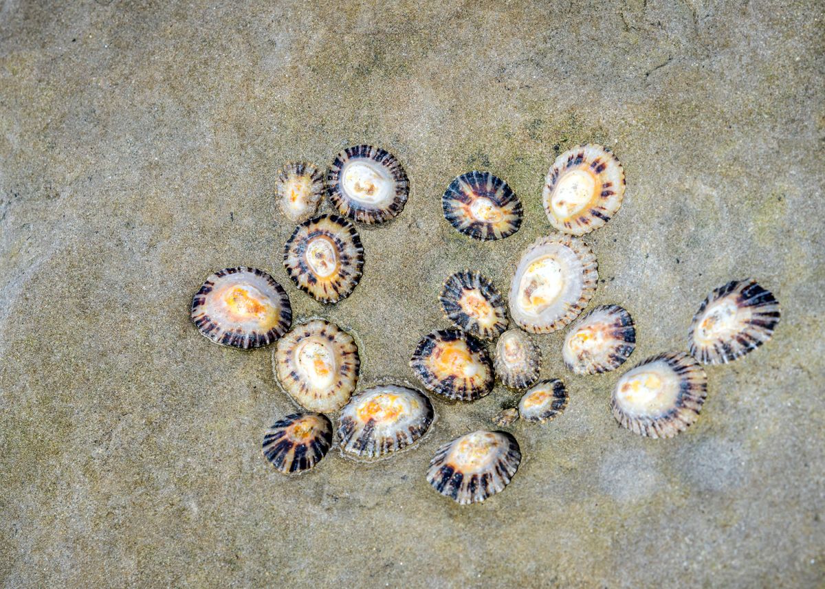 'A Group of Molluscs' Poster by Svetlana Sewell | Displate