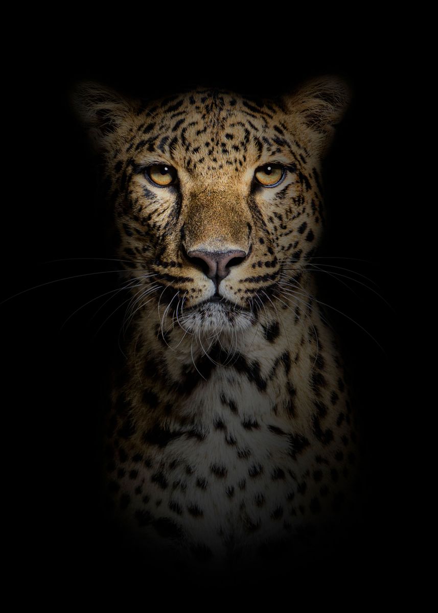 'The Tiger ' Poster, picture, metal print, paint by Azagane Ismail ...