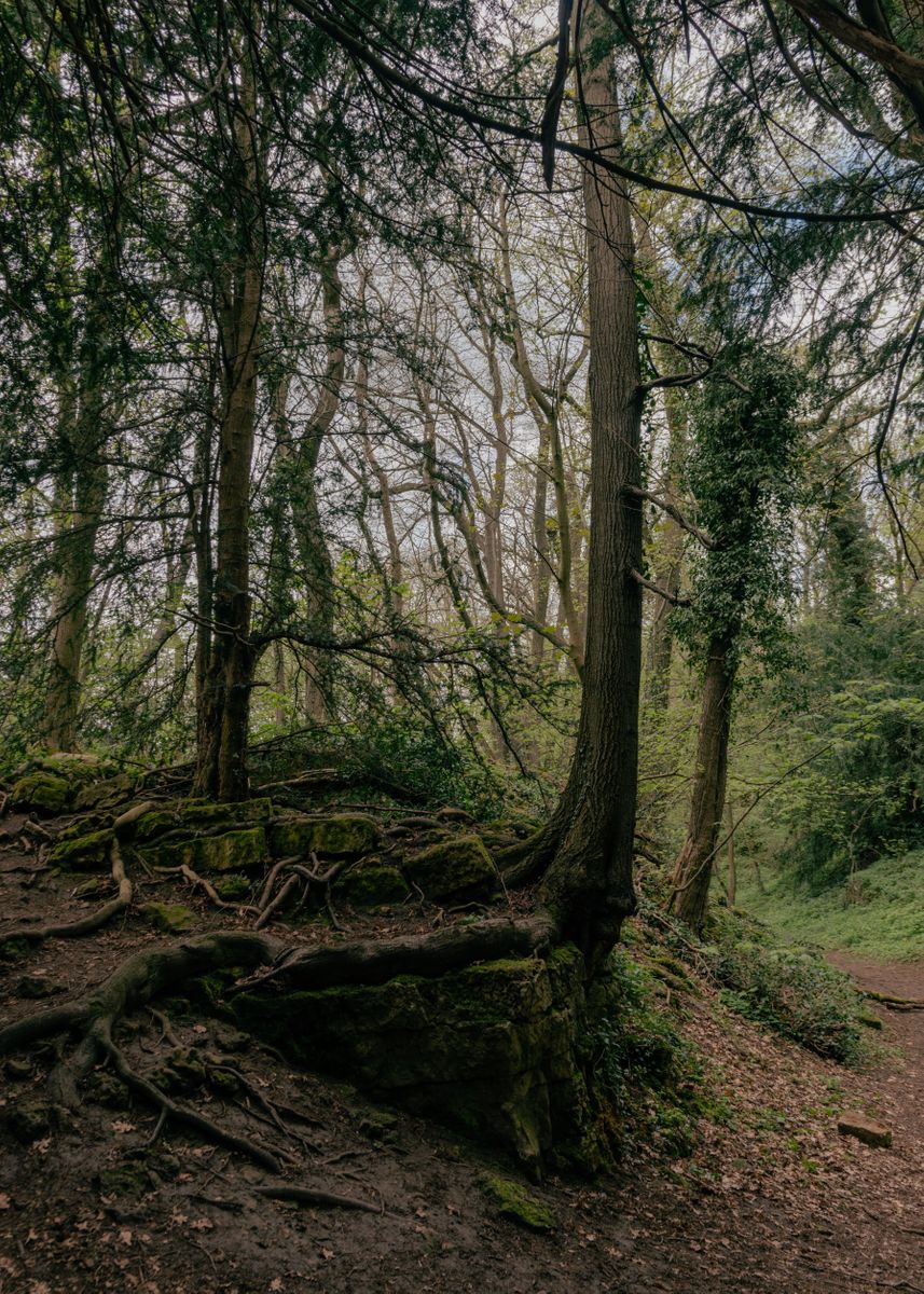 'Ancient Tree Roots' Poster, picture, metal print, paint by Nathan ...