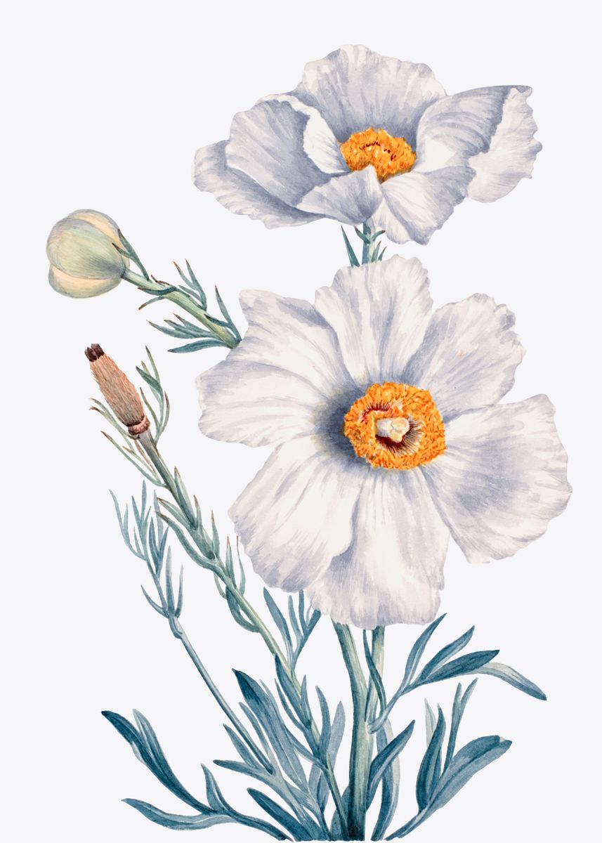 'Matilija Poppy' Poster, picture, metal print, paint by Mango Art ...
