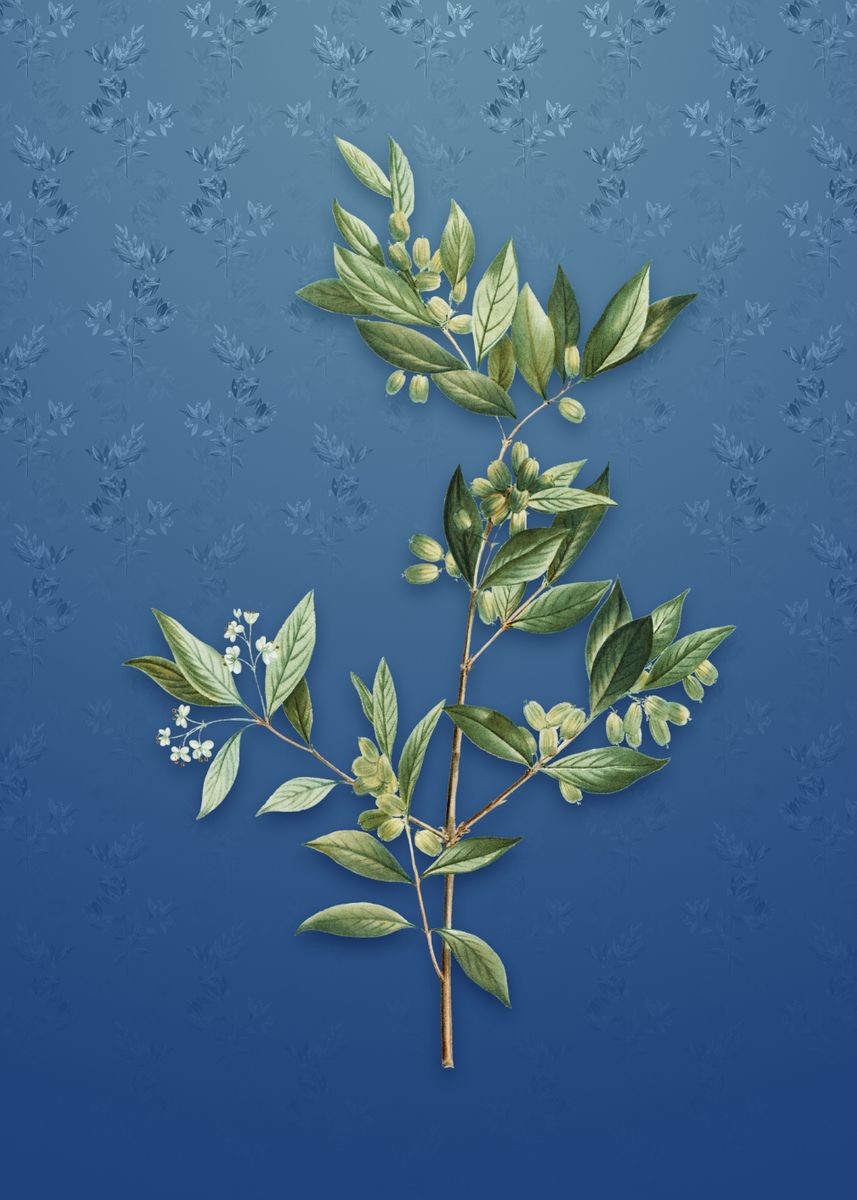 'Fontanesia Phillyreoides' Poster, picture, metal print, paint by Holy ...