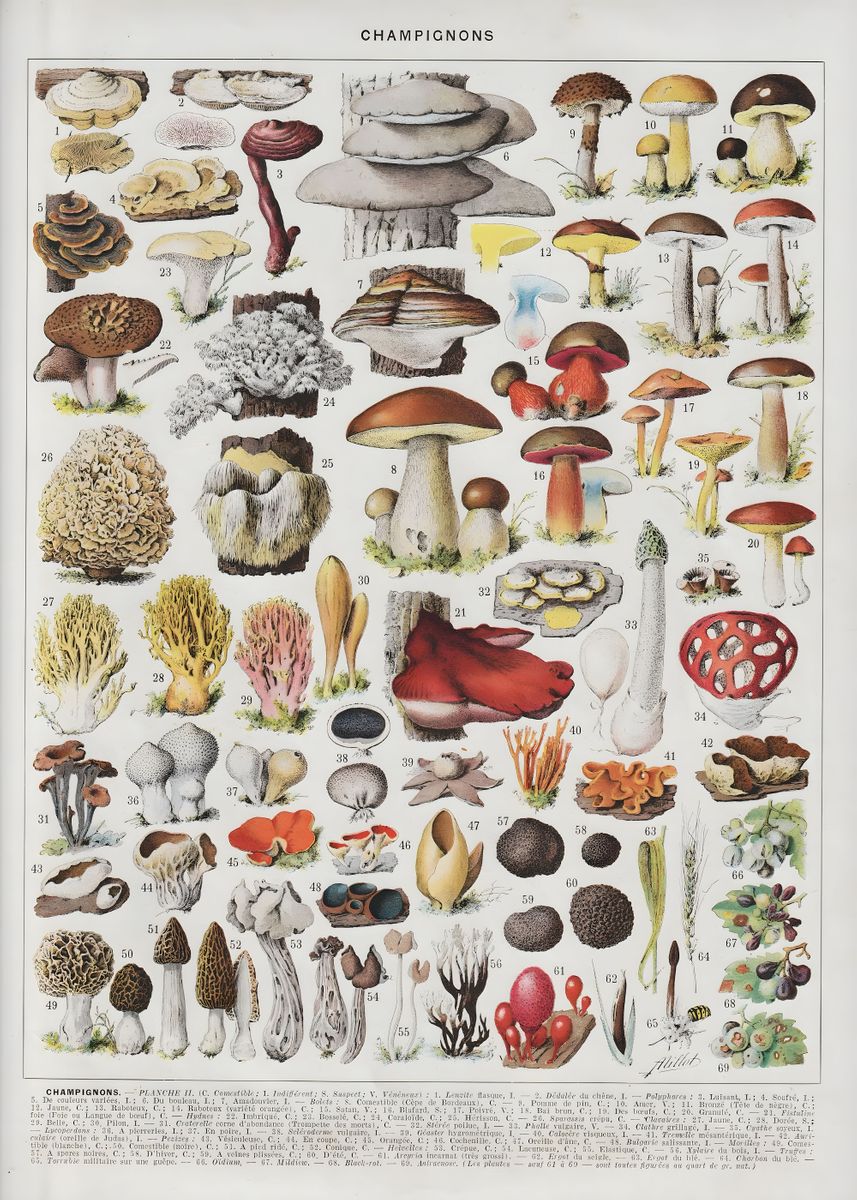 'Mushrooms Vintage Fungi' Poster, picture, metal print, paint by Izu ...