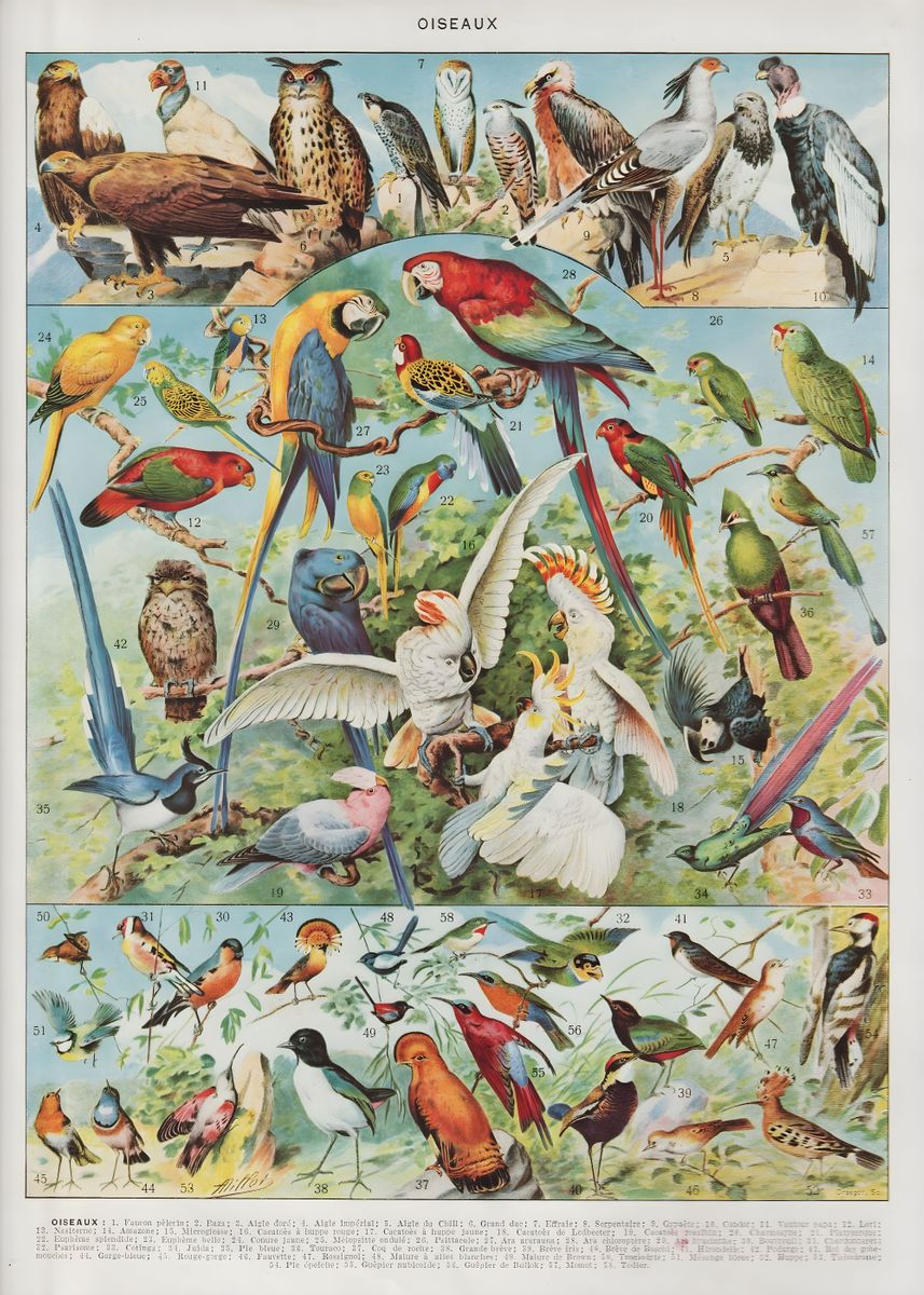 'Vintage Birds' Poster, picture, metal print, paint by Izu | Displate