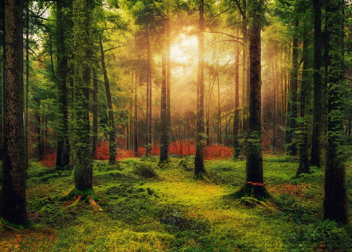 'tree forest leaves' Poster by Savannah Goleman | Displate