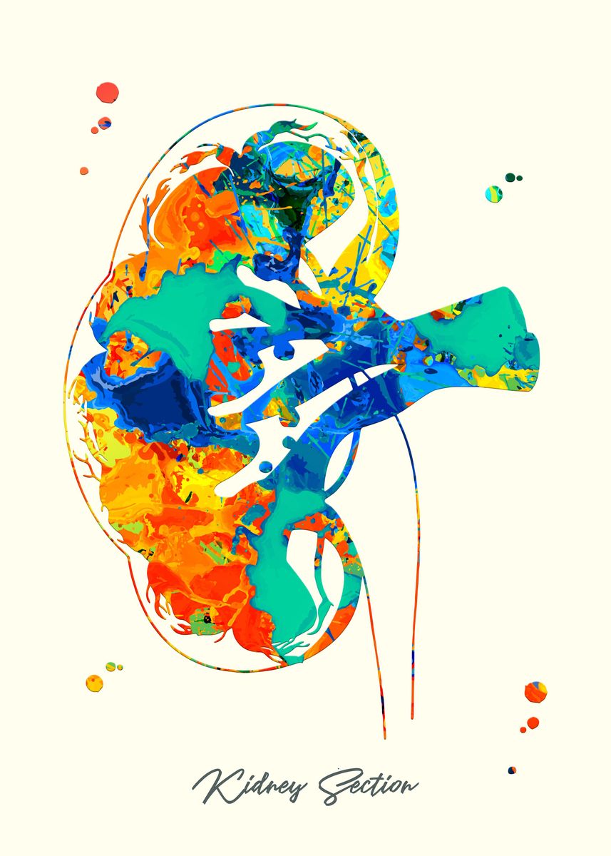 'Kidney Section' Poster, picture, metal print, paint by Vincent Vorce ...