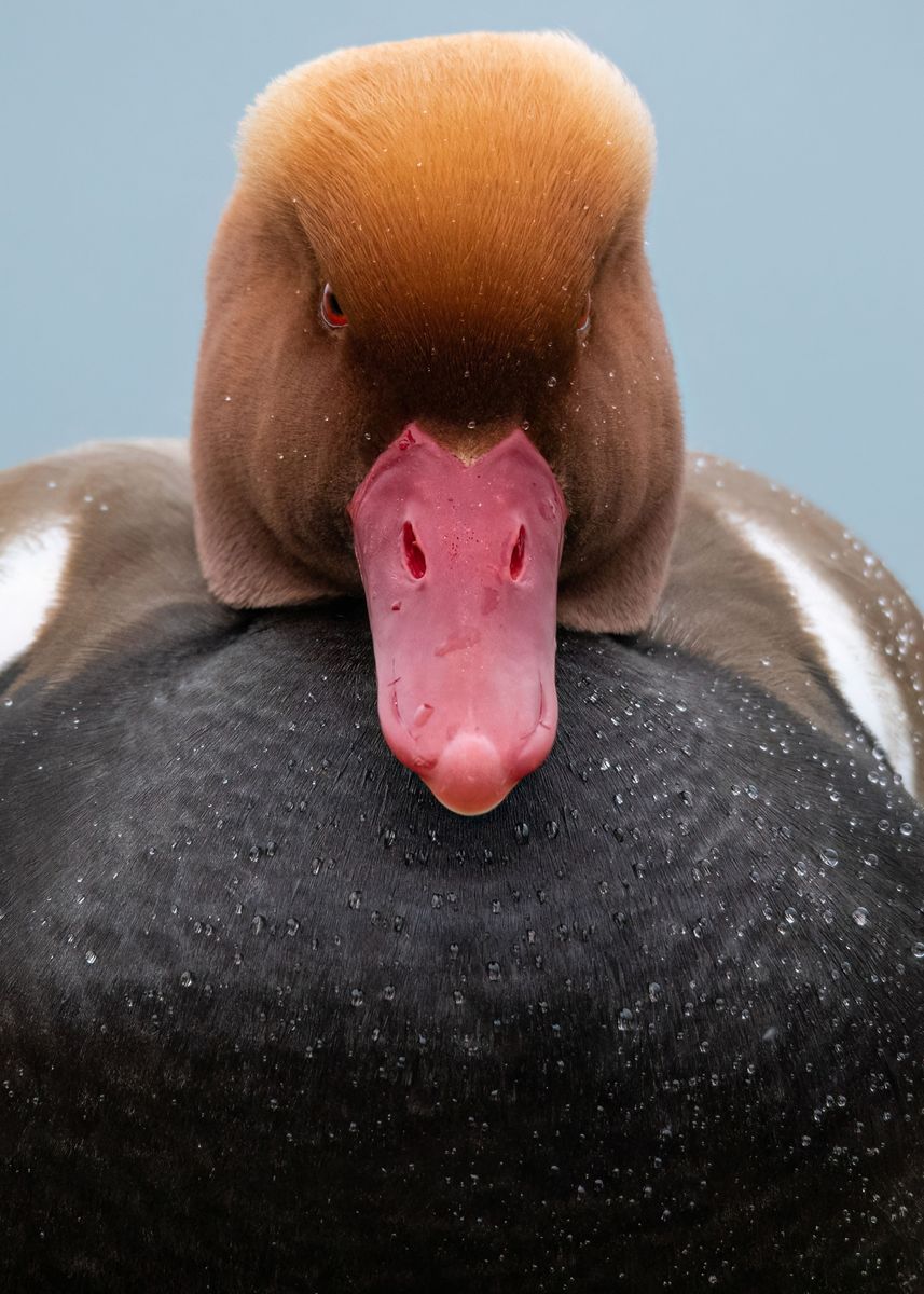 'Angry Stare I' Poster by Malou Quirin | Displate