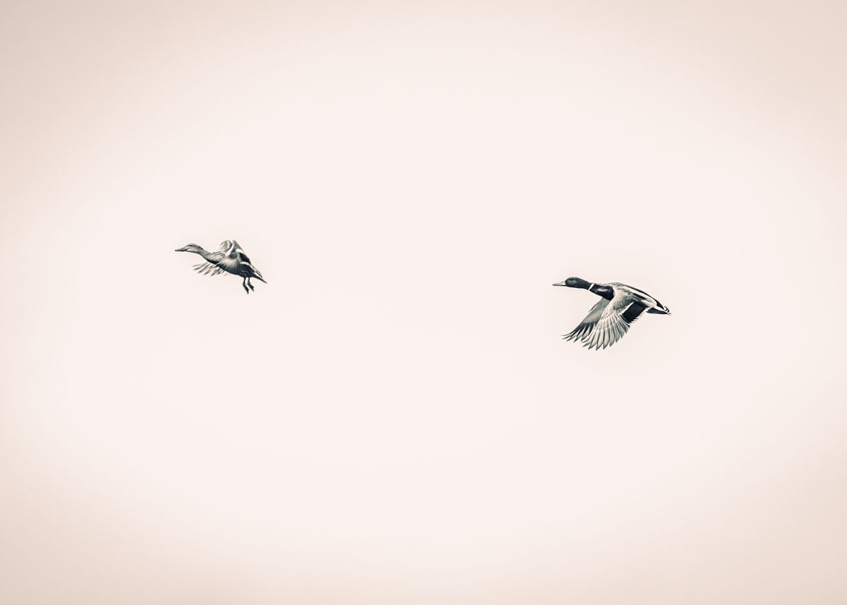 'Ducks in flight BW' Poster by Serge Marzolo | Displate