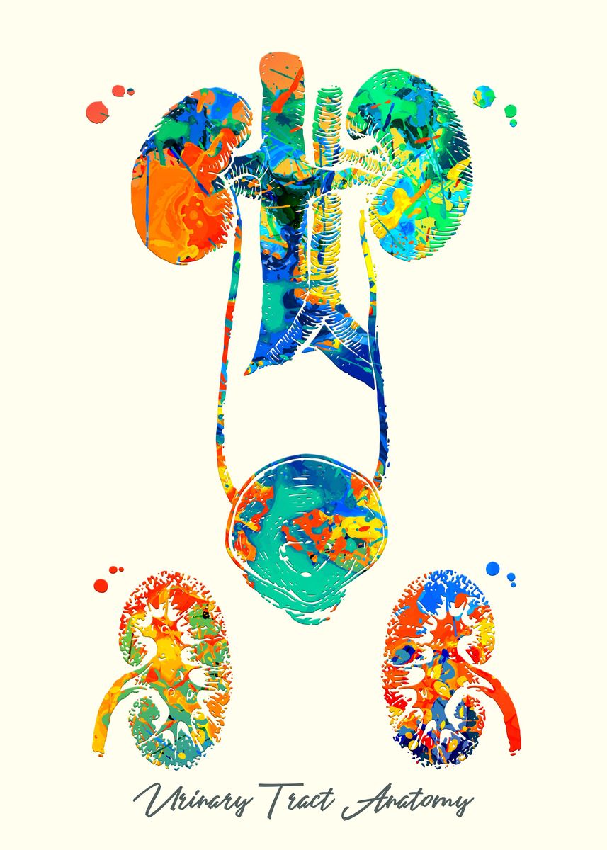 'Urinary Tract Anatomy' Poster, picture, metal print, paint by Vincent ...