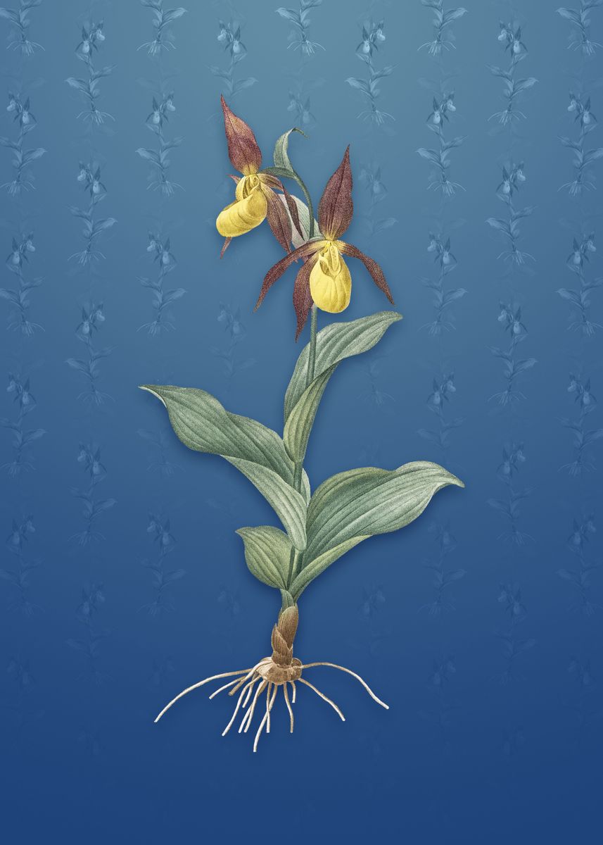 'Ladys Slipper Orchid' Poster by Holy Rock Design | Displate