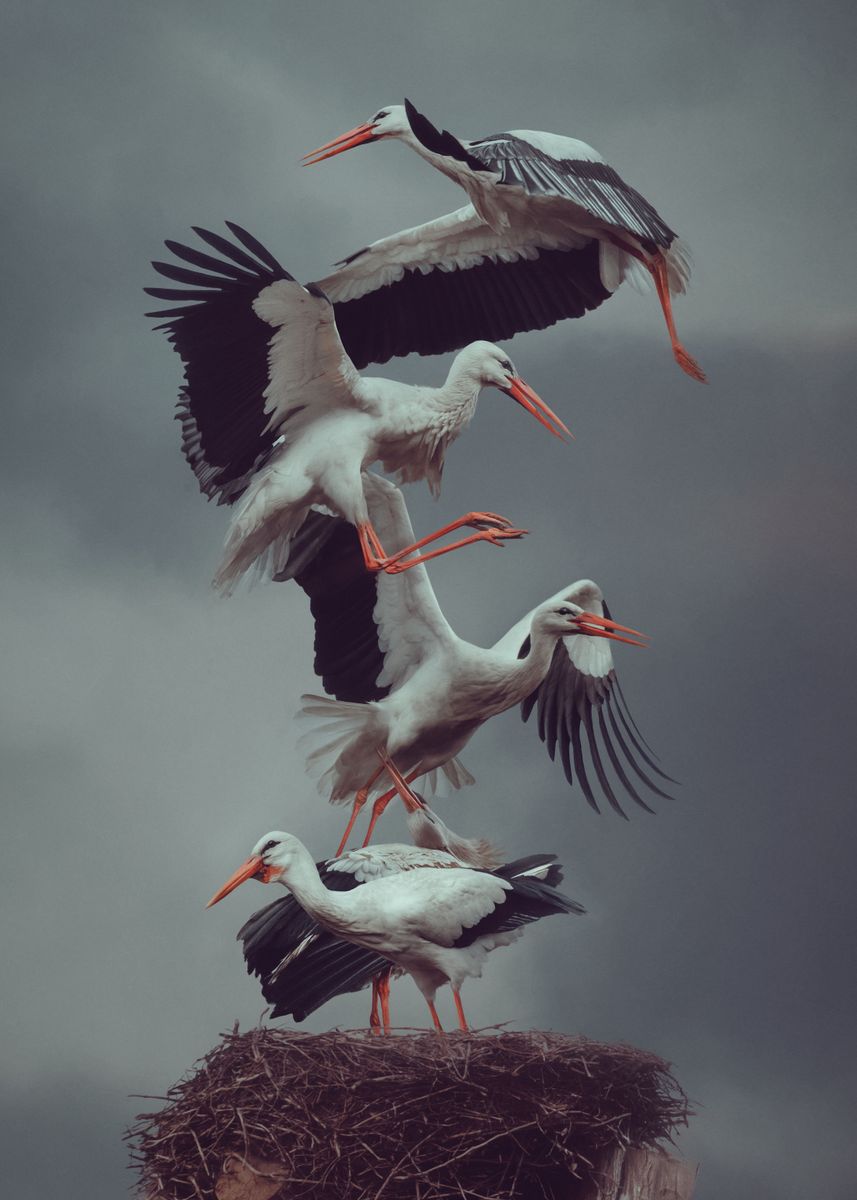 'Beating Wings' Poster by Sarah Burge | Displate