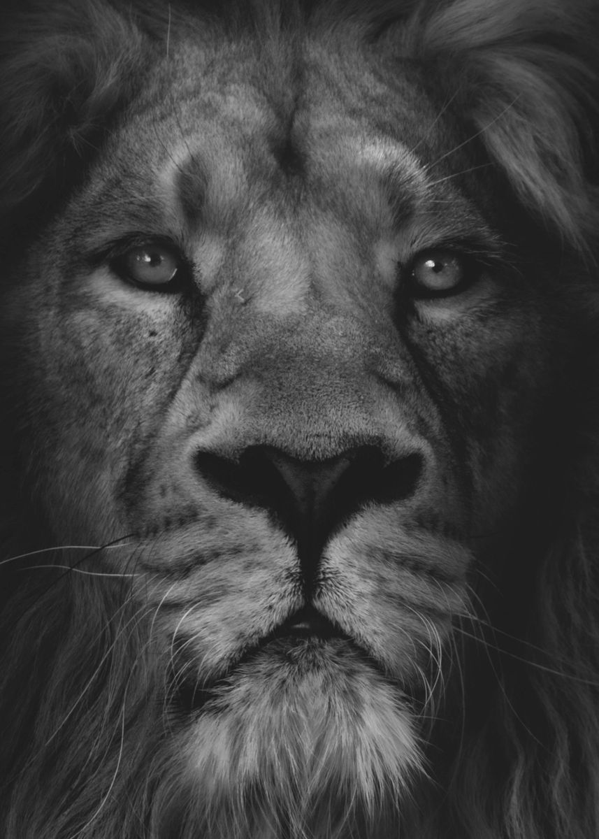 'Lion Face' Poster, picture, metal print, paint by Batrisyia Rania ...