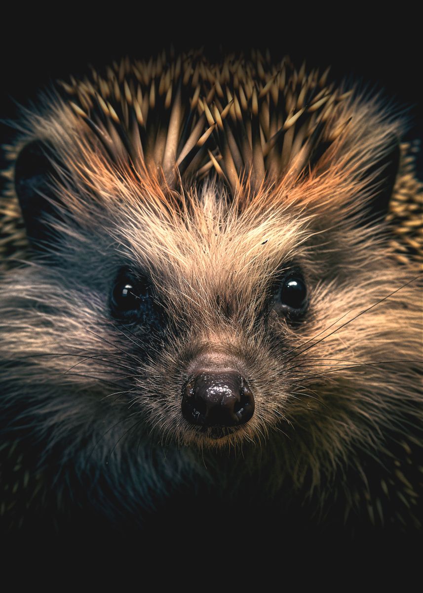 'Close up hedgehog portrait' Poster, picture, metal print, paint by ...
