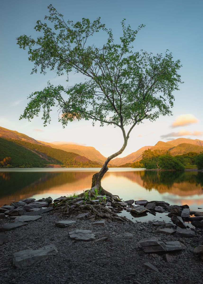 'Lone Tree' Poster, picture, metal print, paint by Conceptual ...
