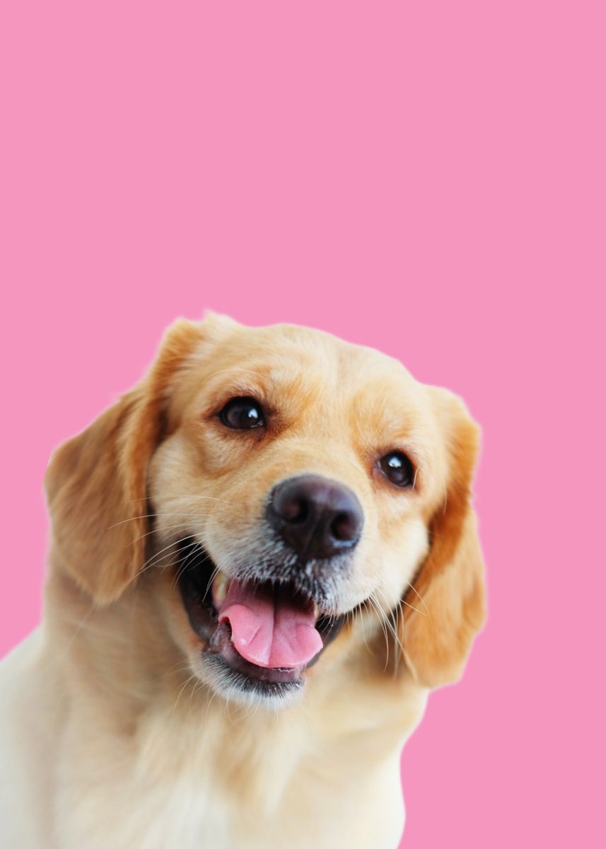 'Pink Dog' Poster, picture, metal print, paint by Batrisyia Rania Fitri ...