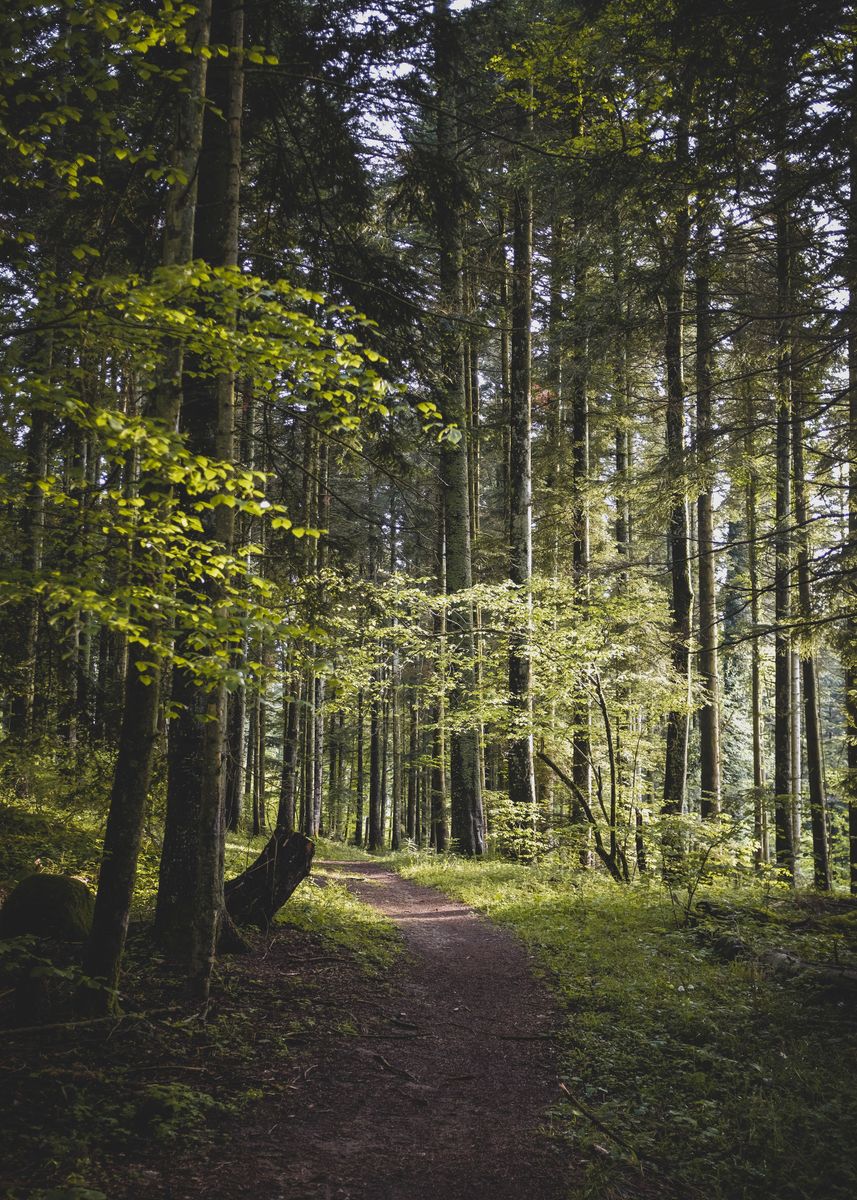 'Forest' Poster, picture, metal print, paint by Conceptual Photography ...