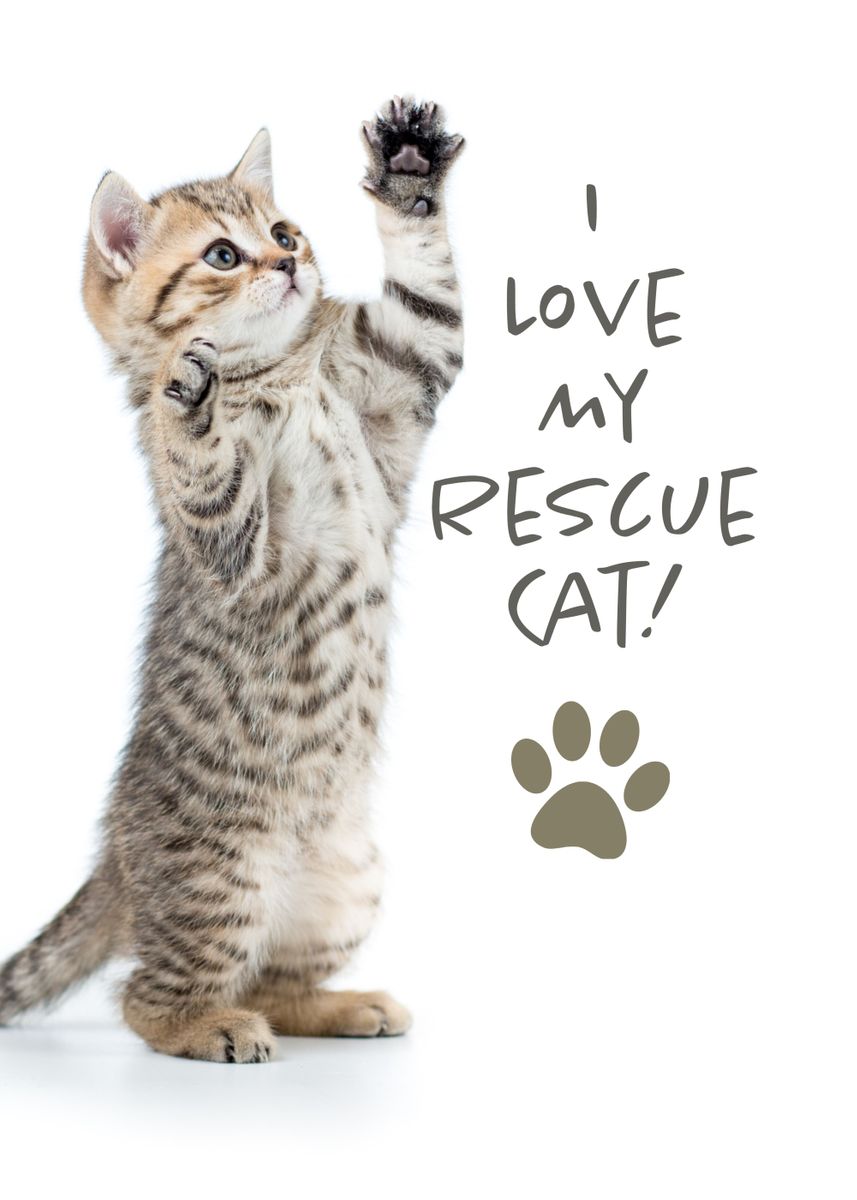 'Rescue Cat Motivational ' Poster, picture, metal print, paint by Star ...