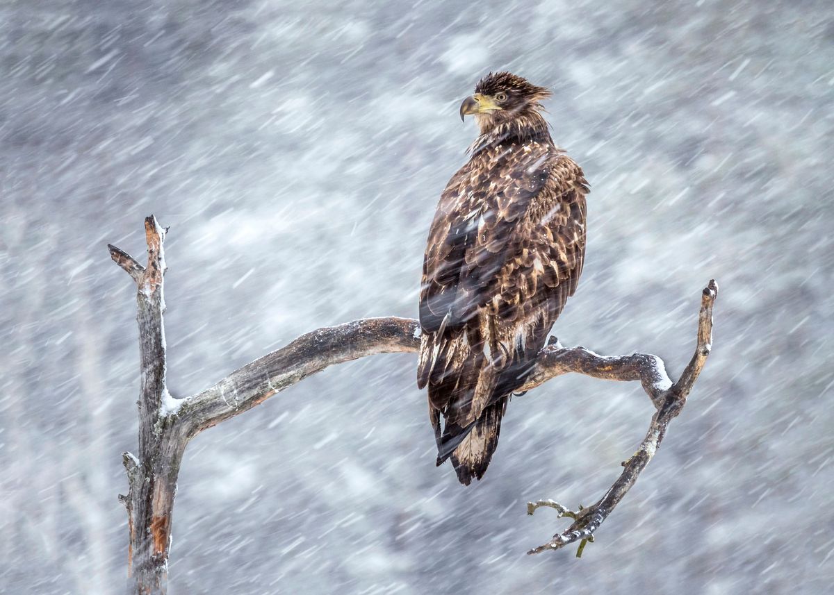 'In the storm' Poster by Jonas Stenberg | Displate